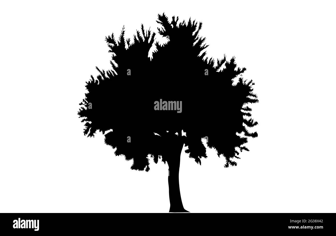 Olive tree sillhouette, Olea europaea, European olive tree brush. Black ...