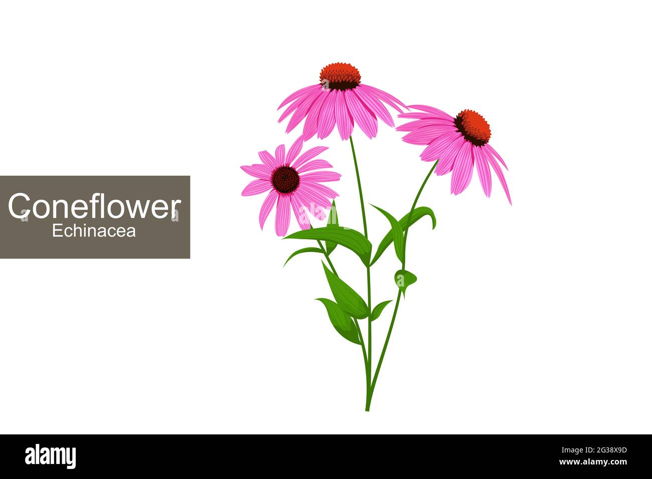 Echinacea purpurea illustration. Conceflowers blooming drawing ...