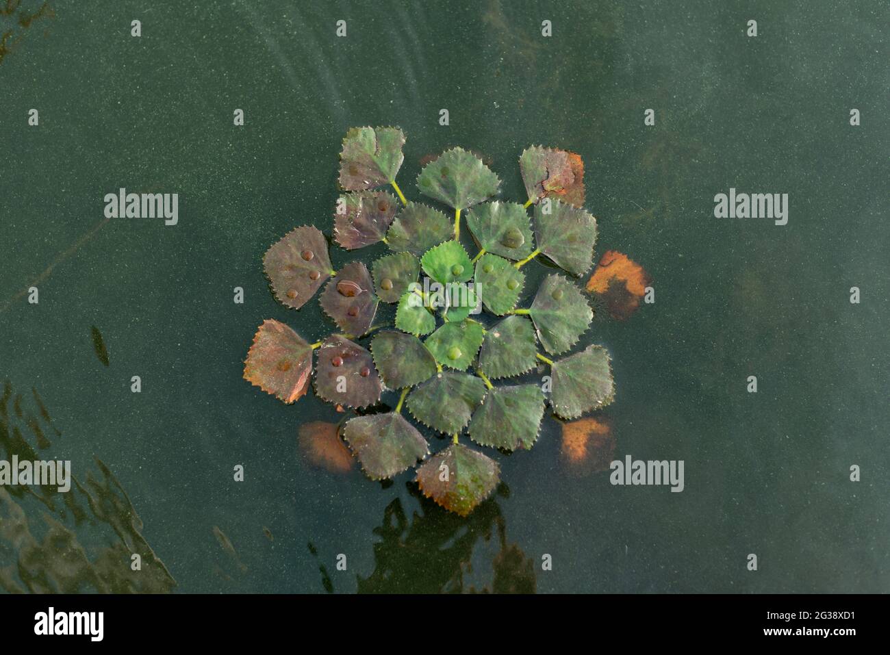 Wild landscapes in Europe Stock Photo - Alamy