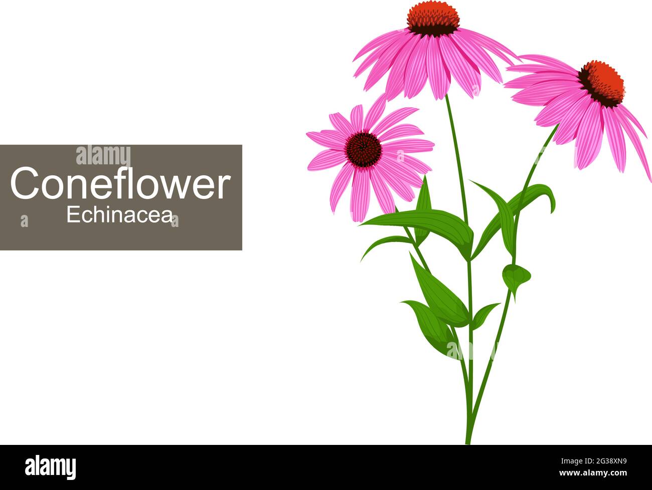 Purple coneflowers echinacea purpurea Stock Vector Images - Alamy