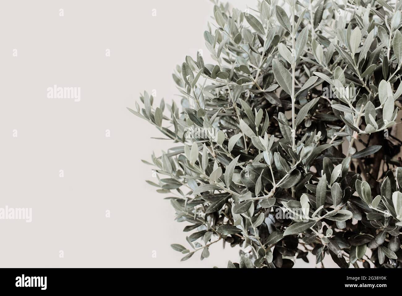 Closeup if silver leaves and branches of olive tree. Detail of Olea ...
