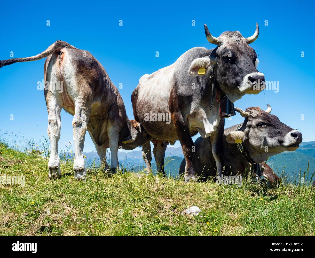 Veal eating from its mother Stock Photo - Alamy