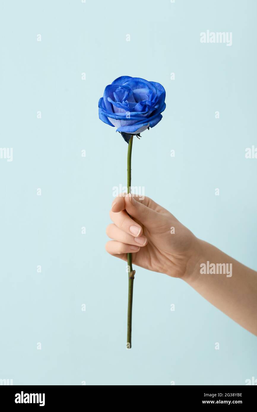 Hand with beautiful blue rose on color background Stock Photo - Alamy