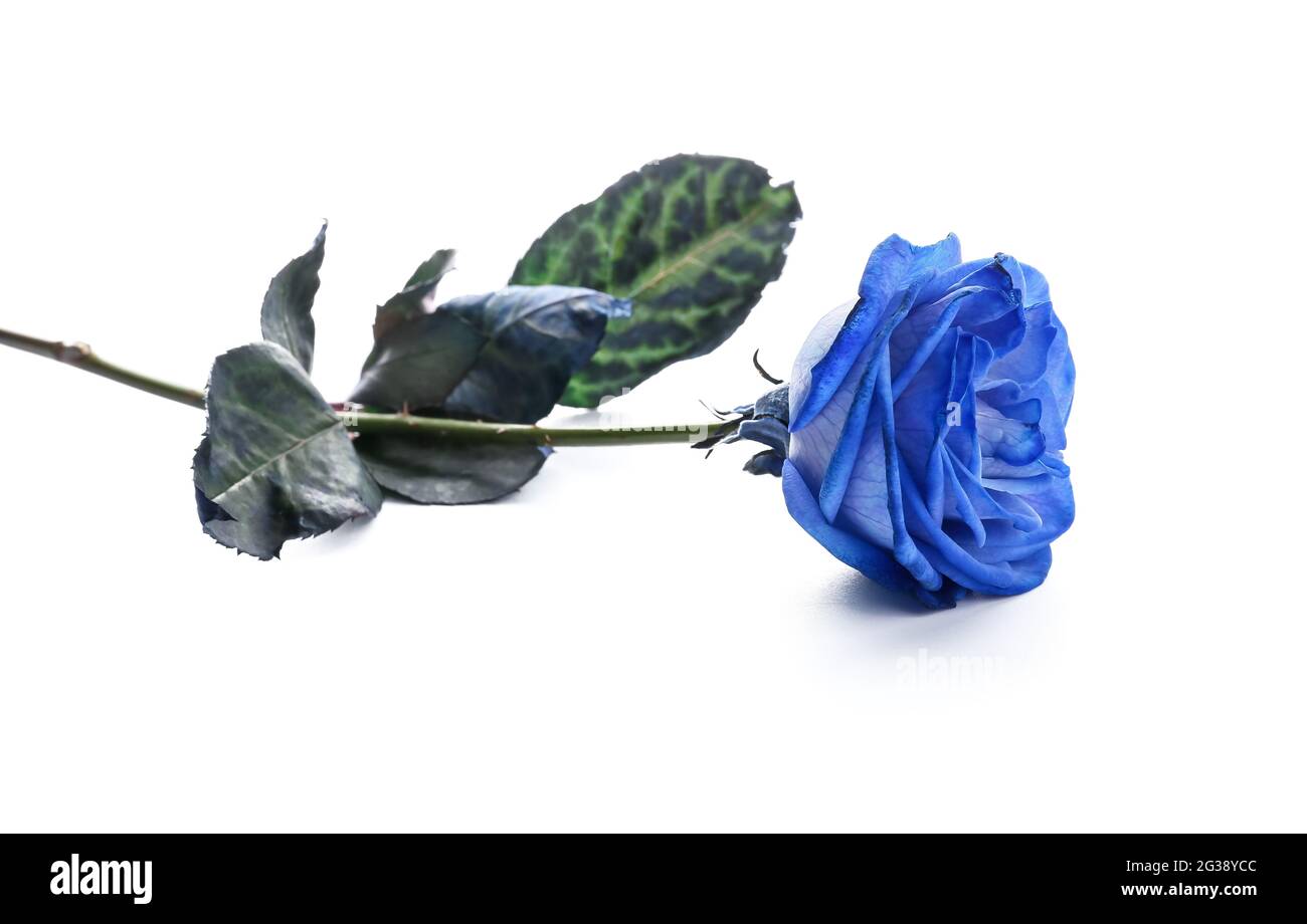Beautiful blue rose on white background Stock Photo - Alamy