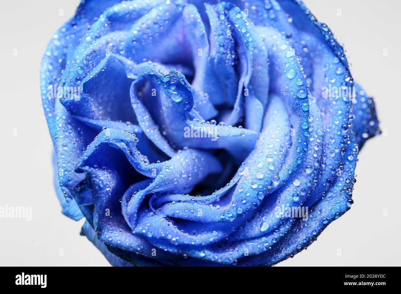Beautiful blue rose on light background, closeup Stock Photo - Alamy