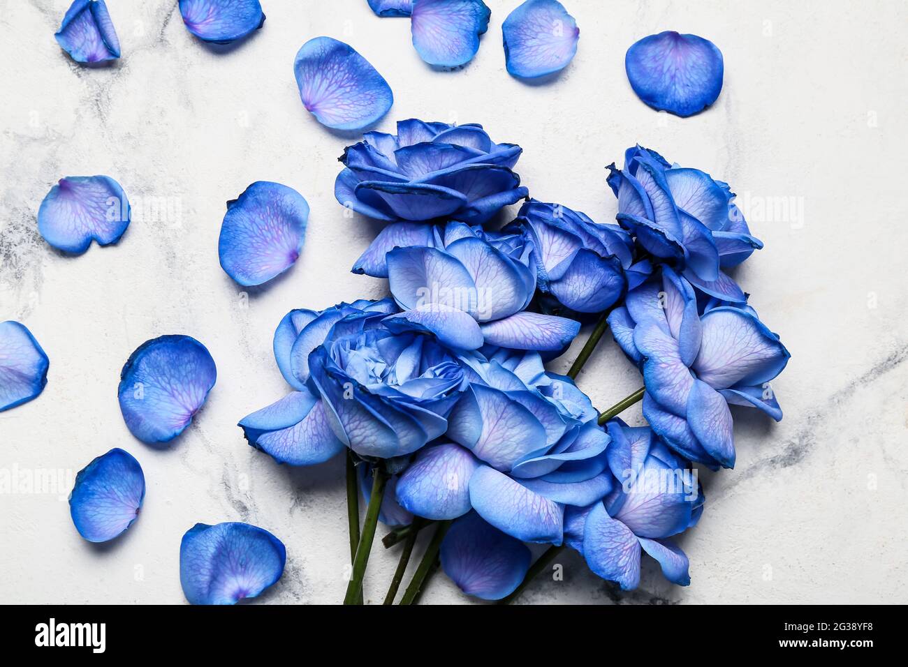 Beautiful blue roses on light background Stock Photo - Alamy