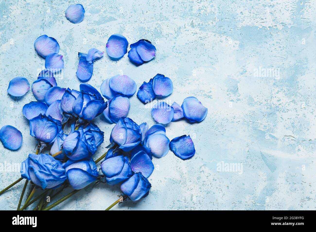 Beautiful blue roses on color background Stock Photo - Alamy