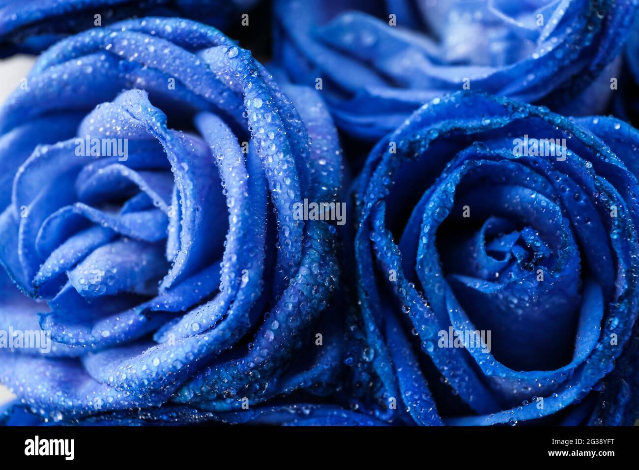 Beautiful blue roses as background, closeup Stock Photo - Alamy