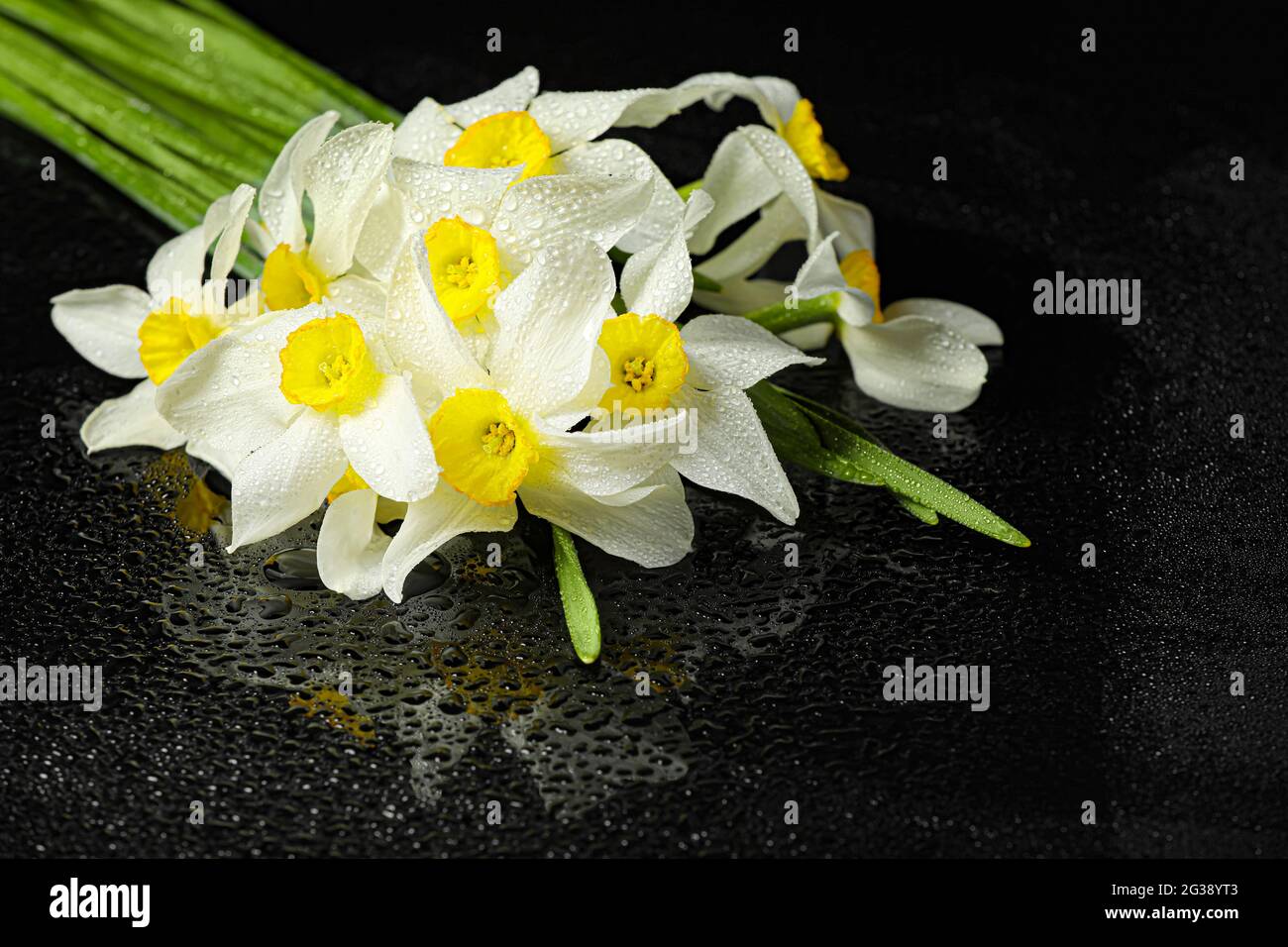 Beautiful daffodils on dark background Stock Photo - Alamy
