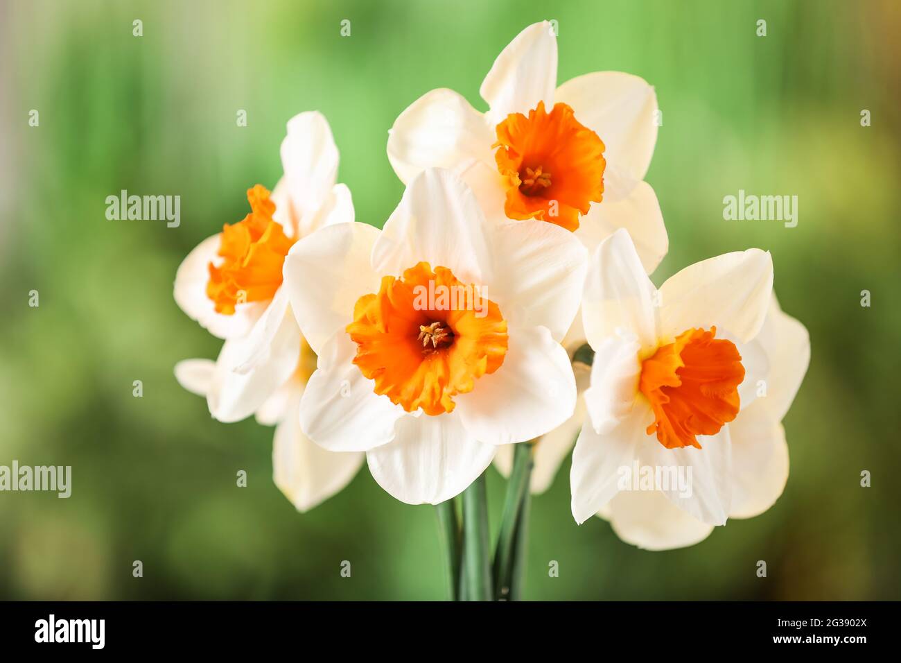 Beautiful daffodil flowers outdoors, closeup Stock Photo - Alamy
