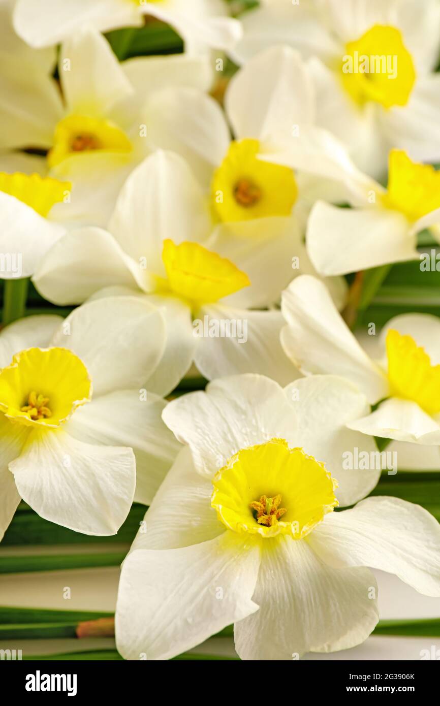 Beautiful narcissus flowers as background, closeup Stock Photo - Alamy