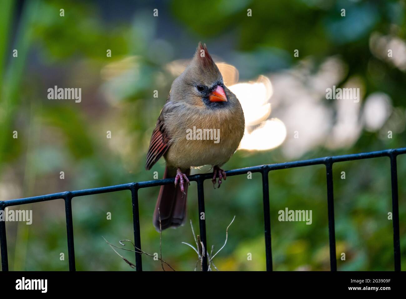 New York City - USA - Oct 31 2020: Northern Cardinal female in New York ...