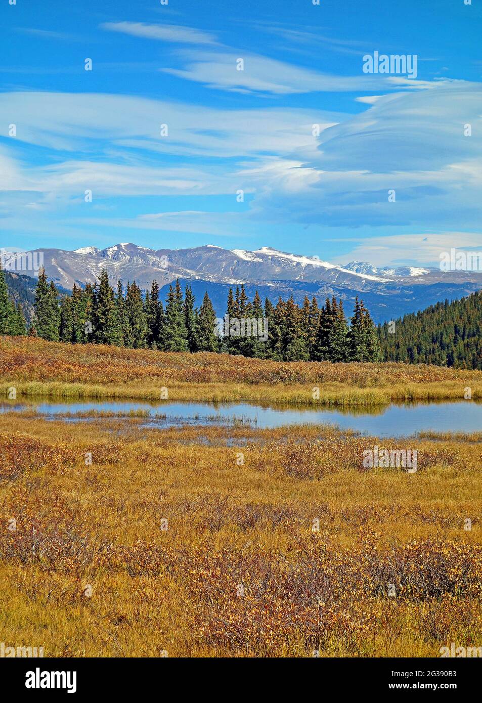 Beautiful vertical wallpaper of swamp with coniferous trees and ...