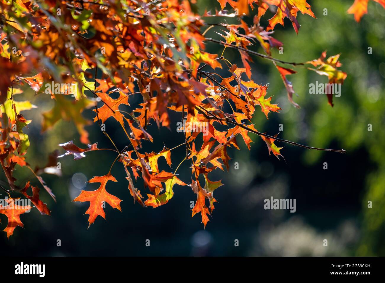 New York City - USA - Oct 31 2020: Beautiful Foliage Colors of New York ...