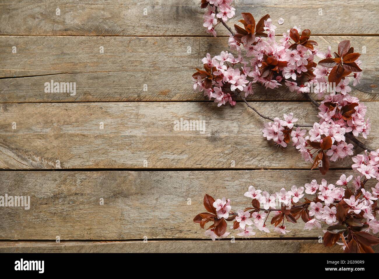 Beautiful blossoming branches on wooden background Stock Photo - Alamy