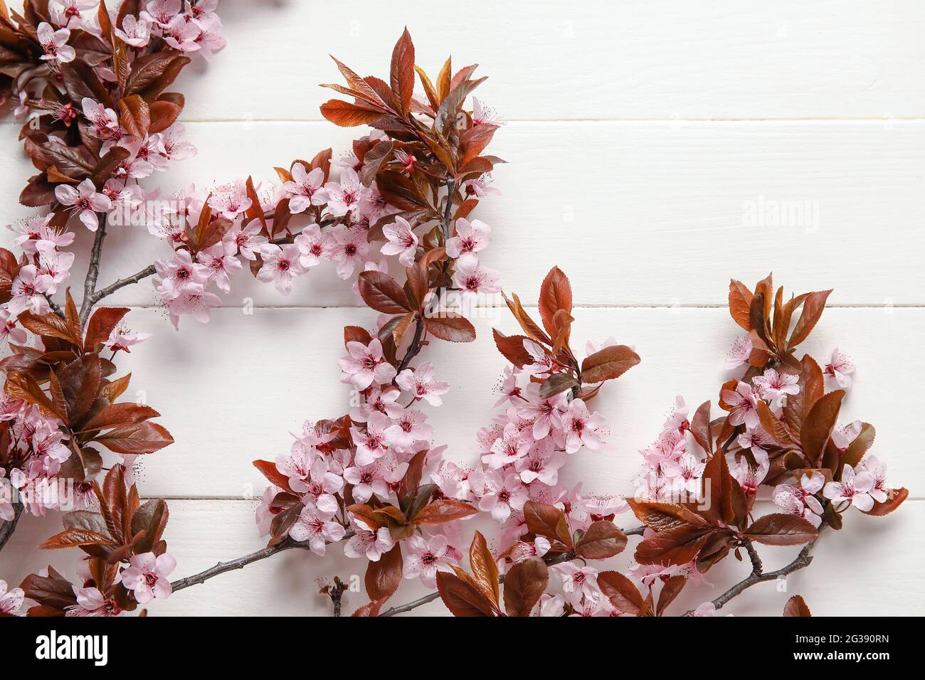 Beautiful blossoming branches on white wooden background Stock Photo ...