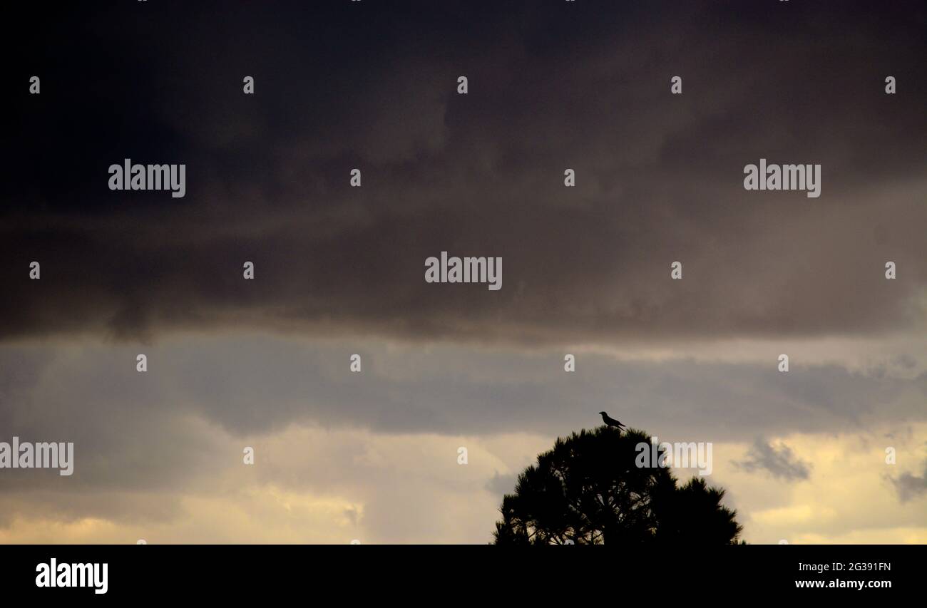 A raven perches on top of a pine tree as darkening cumulus clouds form ...