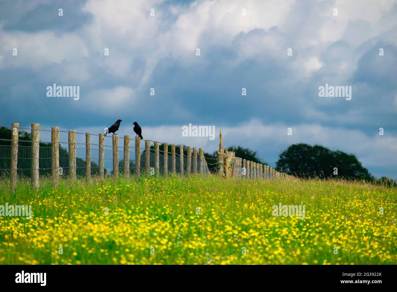 Crows fence hi-res stock photography and images - Alamy