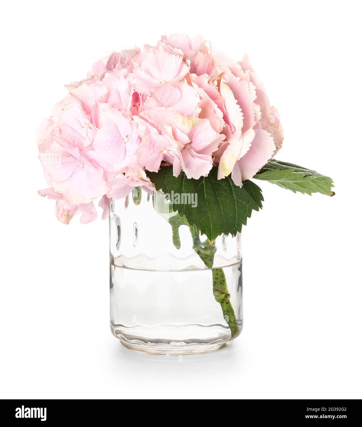 Vase with beautiful hydrangea flowers on white background Stock Photo ...
