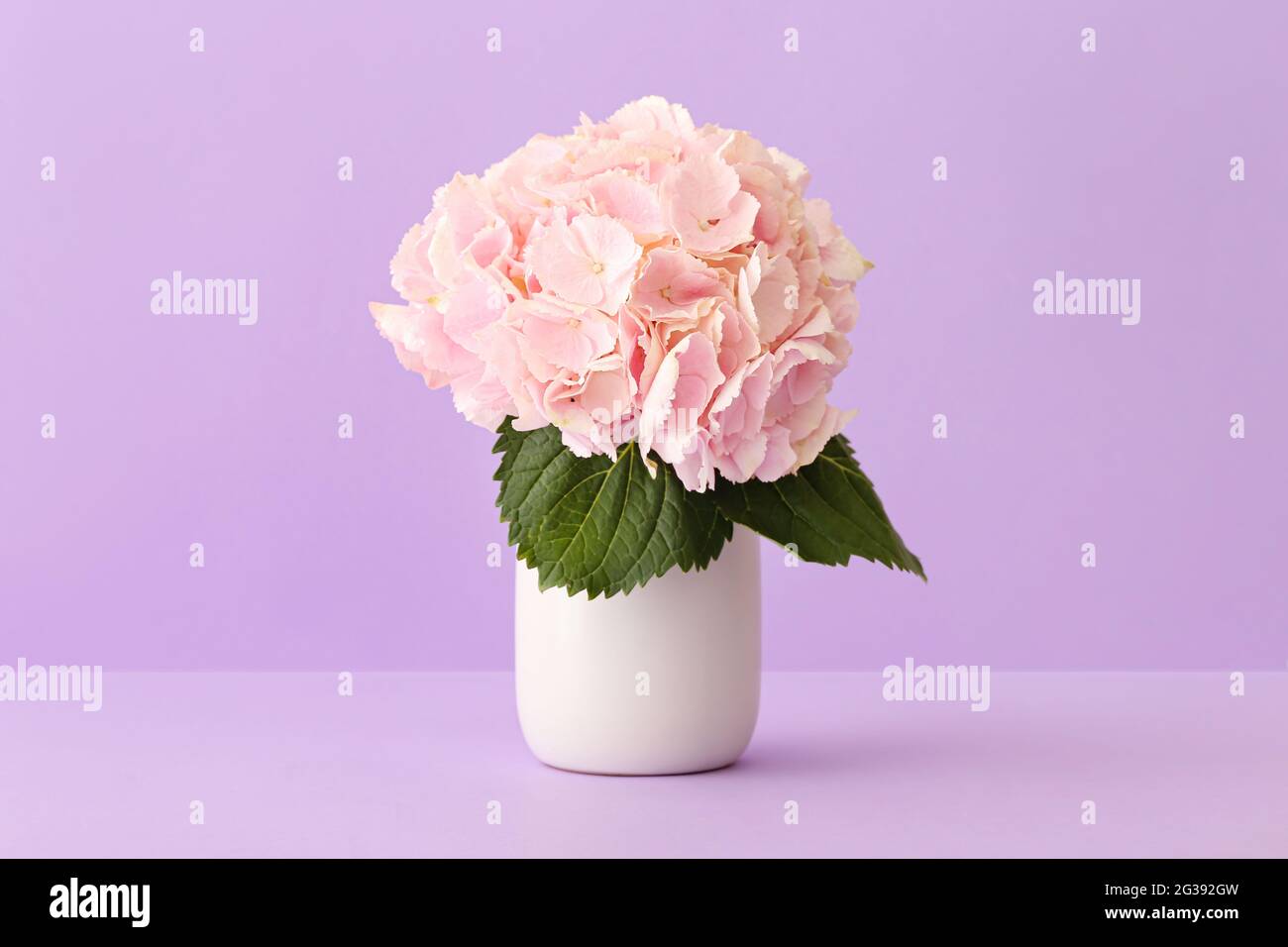 Vase with beautiful hydrangea flowers on color background Stock Photo ...