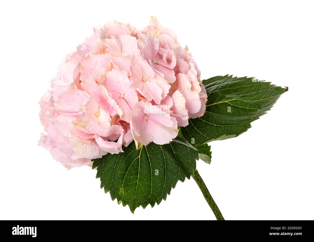 Beautiful hydrangea flowers on white background Stock Photo - Alamy
