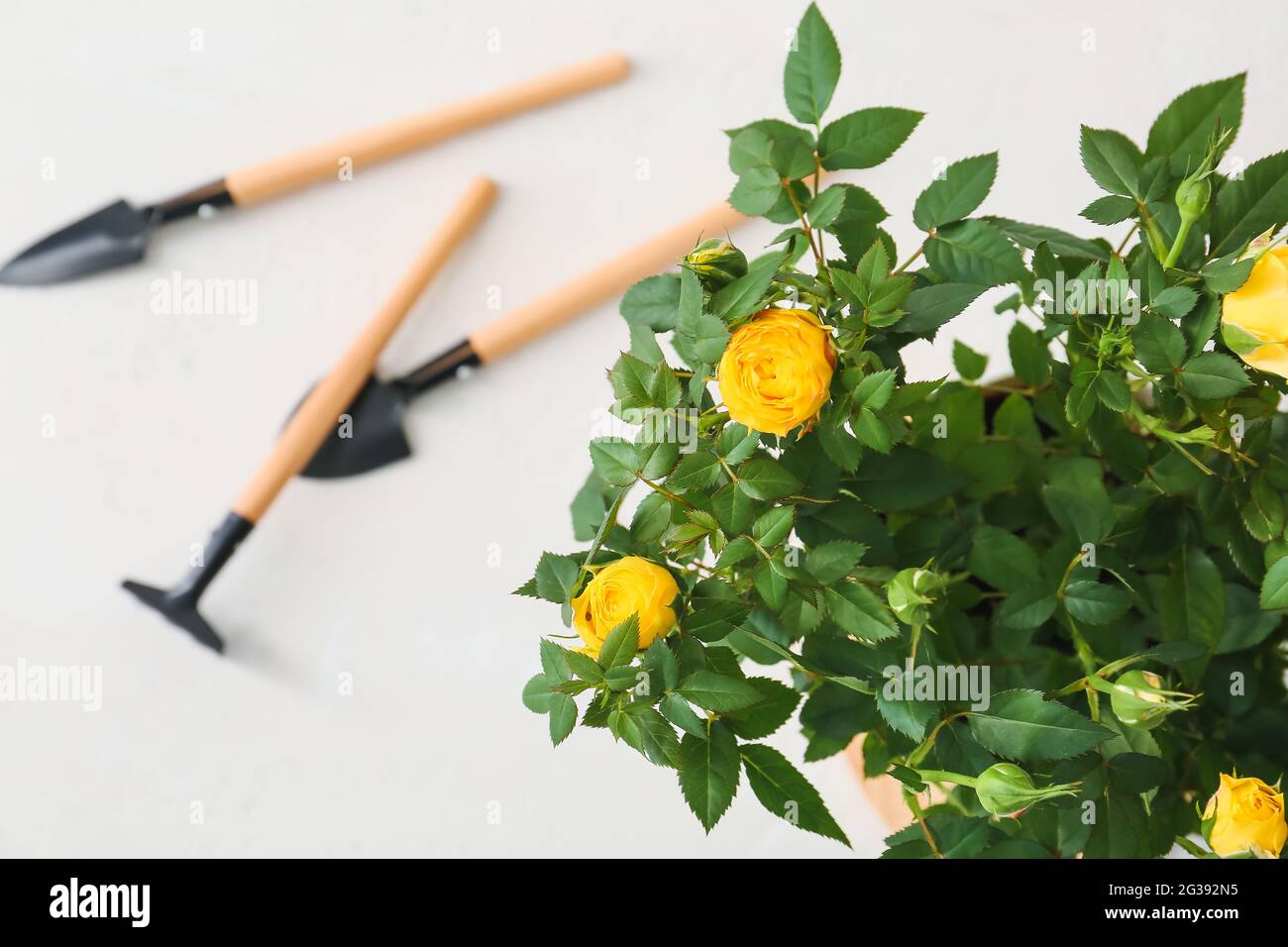 Beautiful yellow roses and gardening tools on light background Stock ...