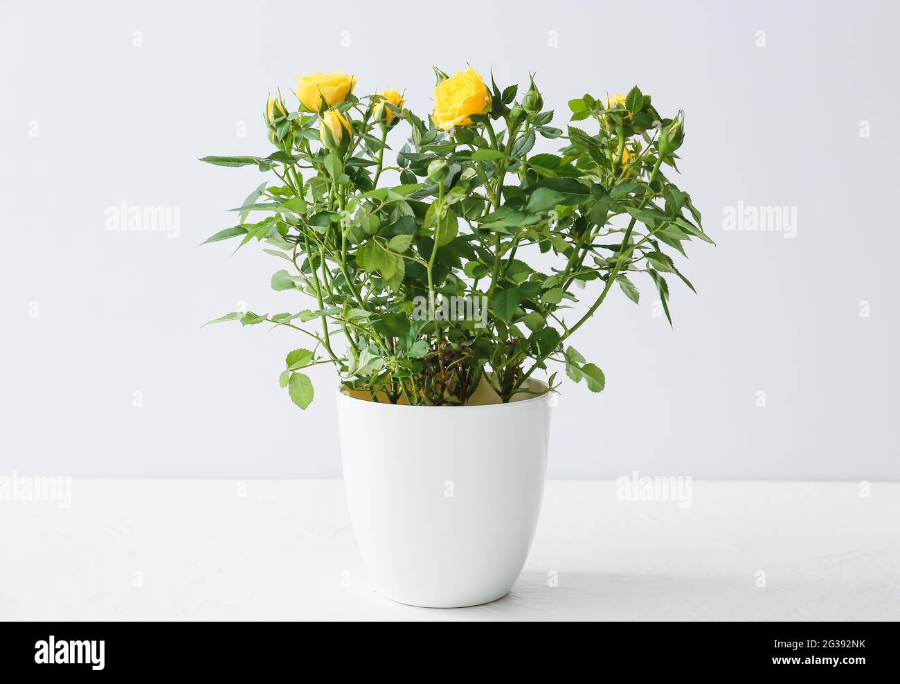 Beautiful yellow roses in pot on light background Stock Photo - Alamy