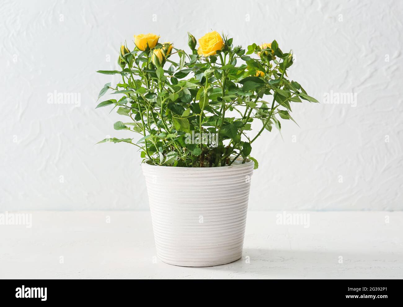 Beautiful yellow roses in pot on light background Stock Photo - Alamy