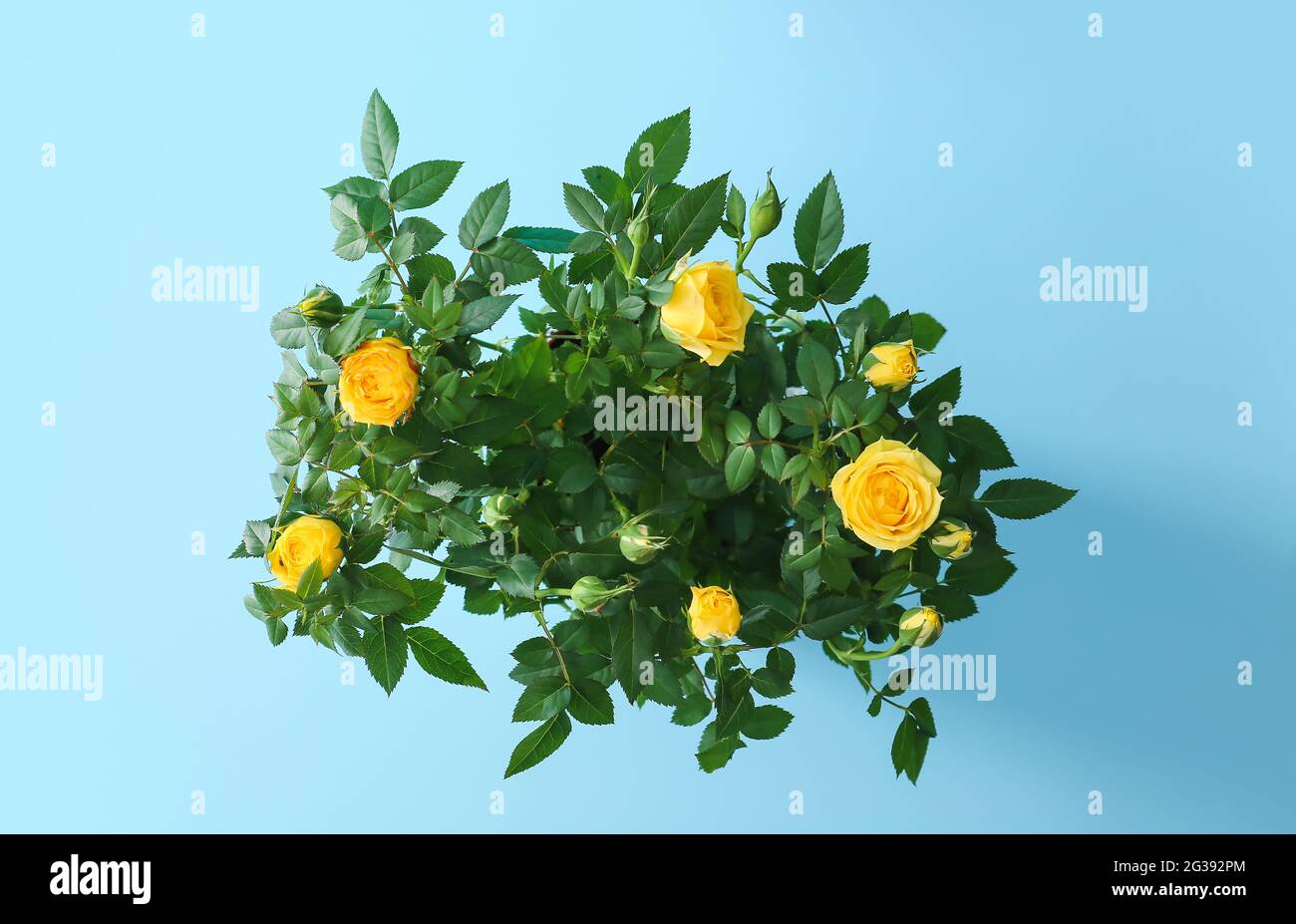 Beautiful yellow roses on color background Stock Photo - Alamy