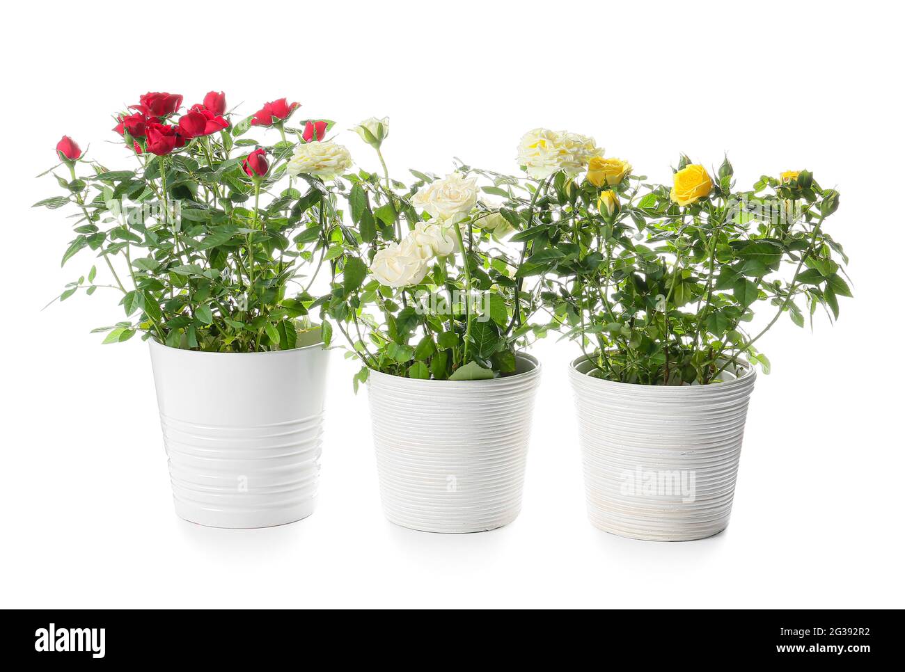 Beautiful roses in pots on white background Stock Photo - Alamy