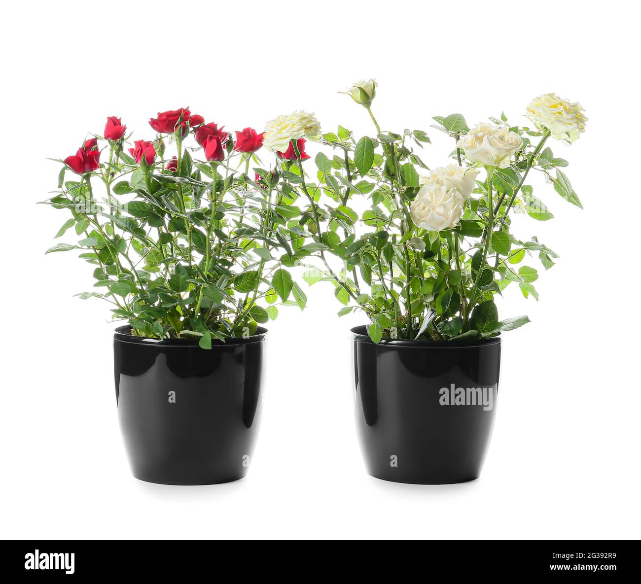 Beautiful roses in pots on white background Stock Photo - Alamy