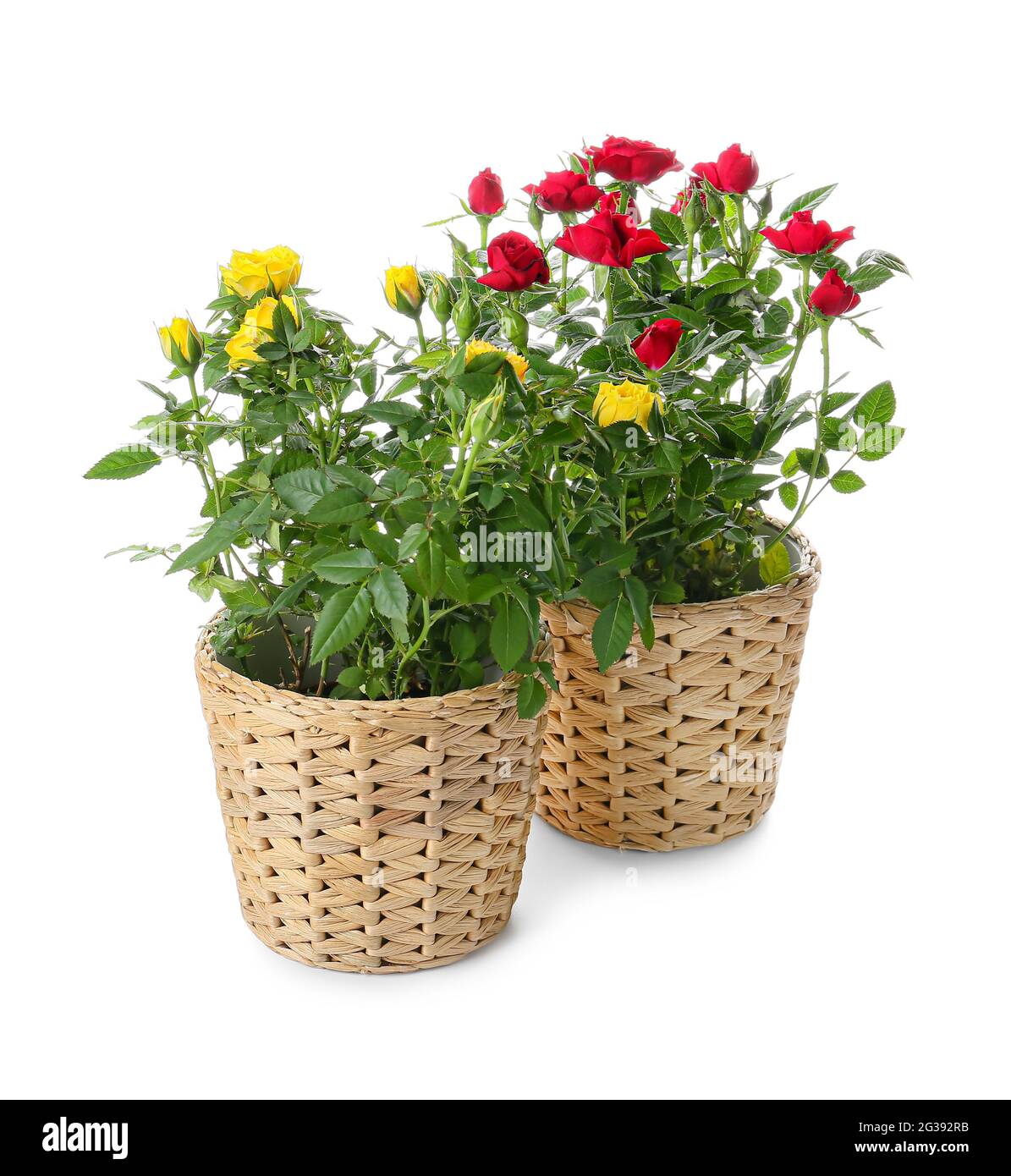 Beautiful roses in pots on white background Stock Photo - Alamy