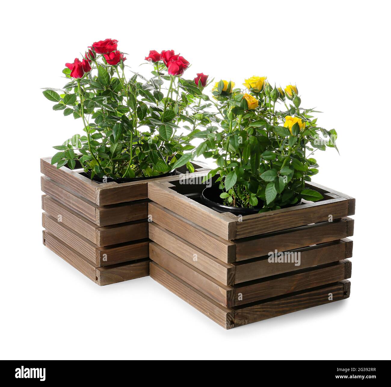 Beautiful roses in pots on white background Stock Photo - Alamy