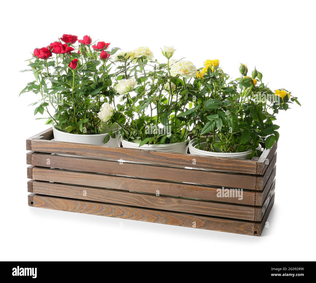 Beautiful roses in pots on white background Stock Photo - Alamy