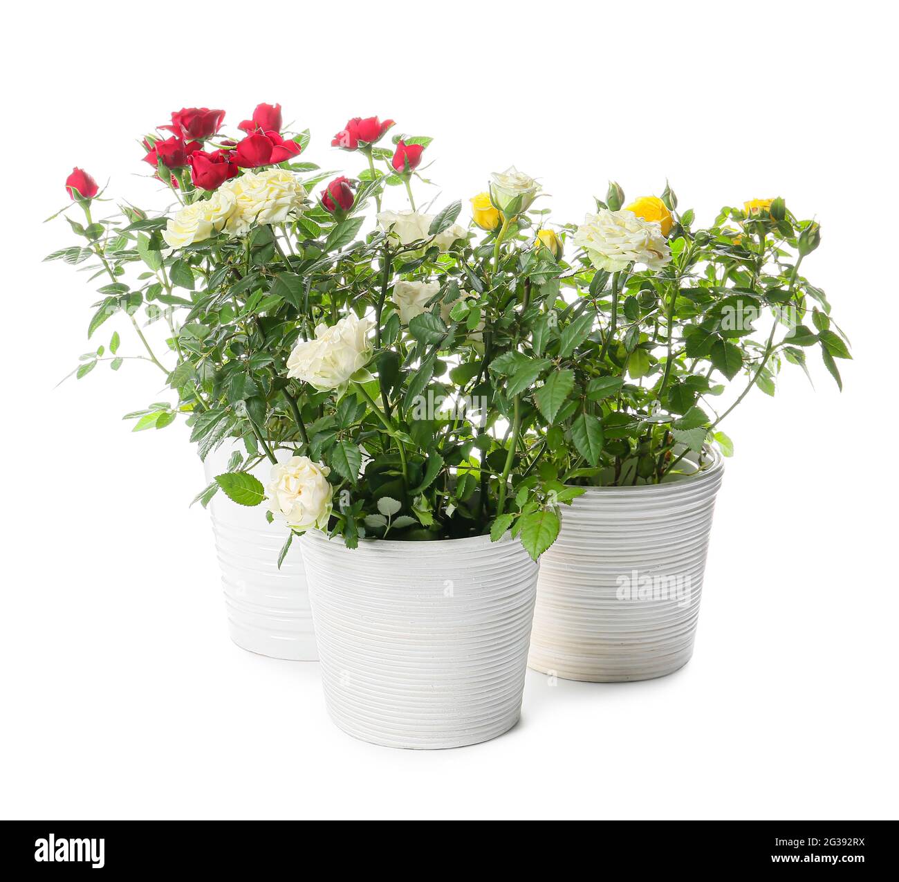 Beautiful roses in pots on white background Stock Photo - Alamy