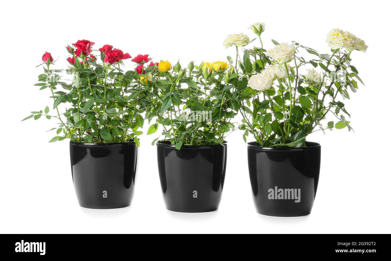 Beautiful roses in pots on white background Stock Photo - Alamy