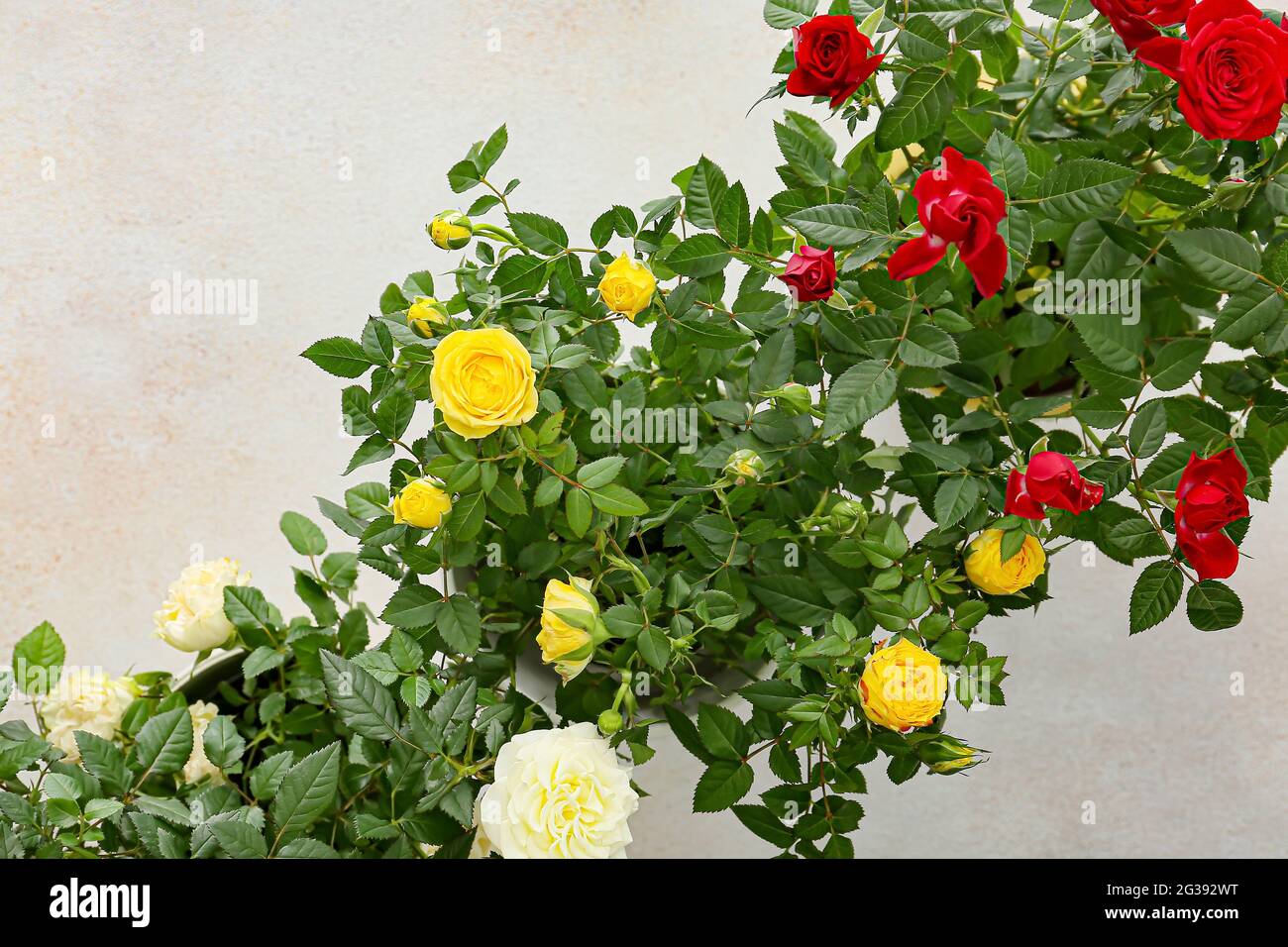 Beautiful roses in pots on light background Stock Photo - Alamy