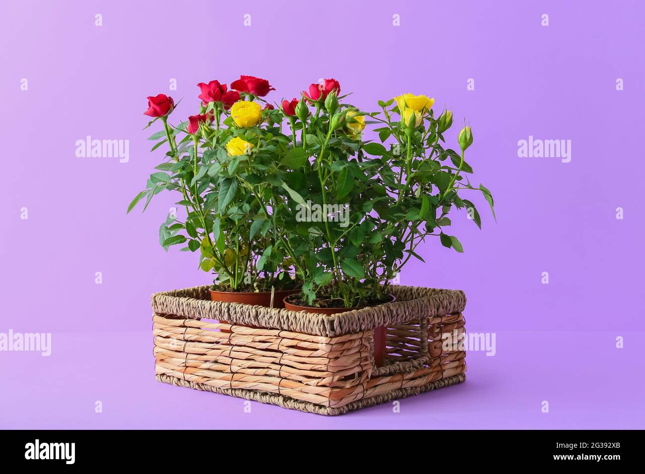 Beautiful roses in basket on color background Stock Photo - Alamy
