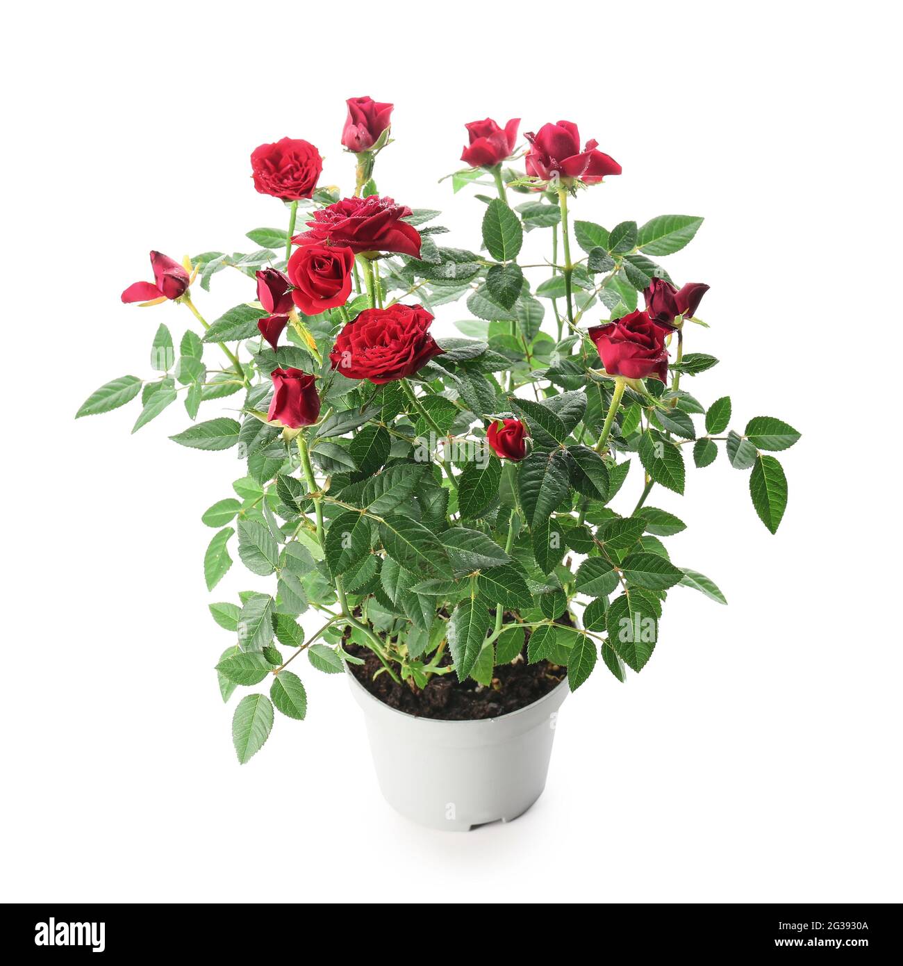 Beautiful red roses in pot on white background Stock Photo - Alamy