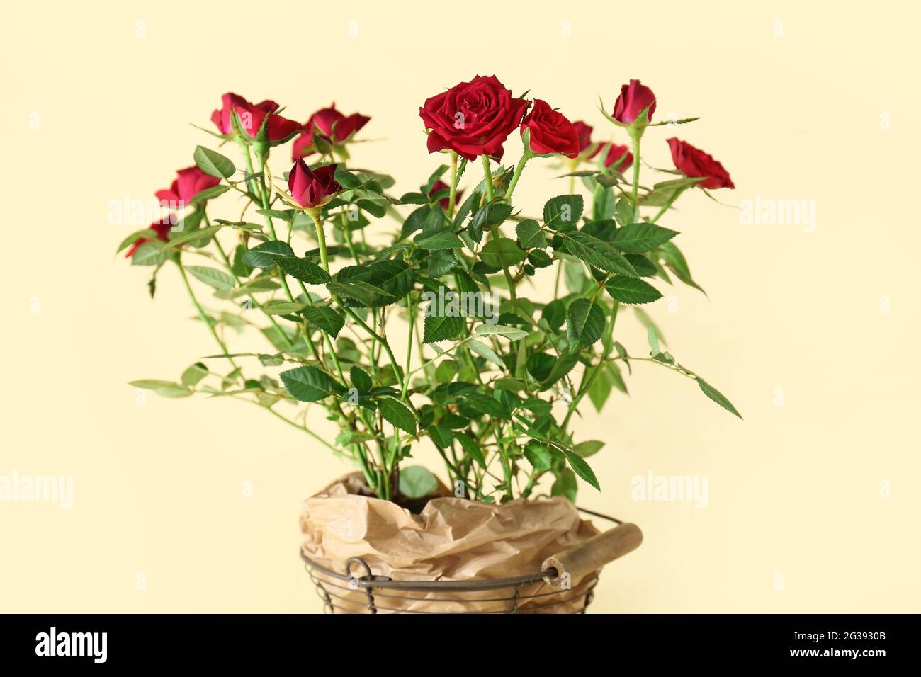Beautiful red roses in pot on color background Stock Photo - Alamy