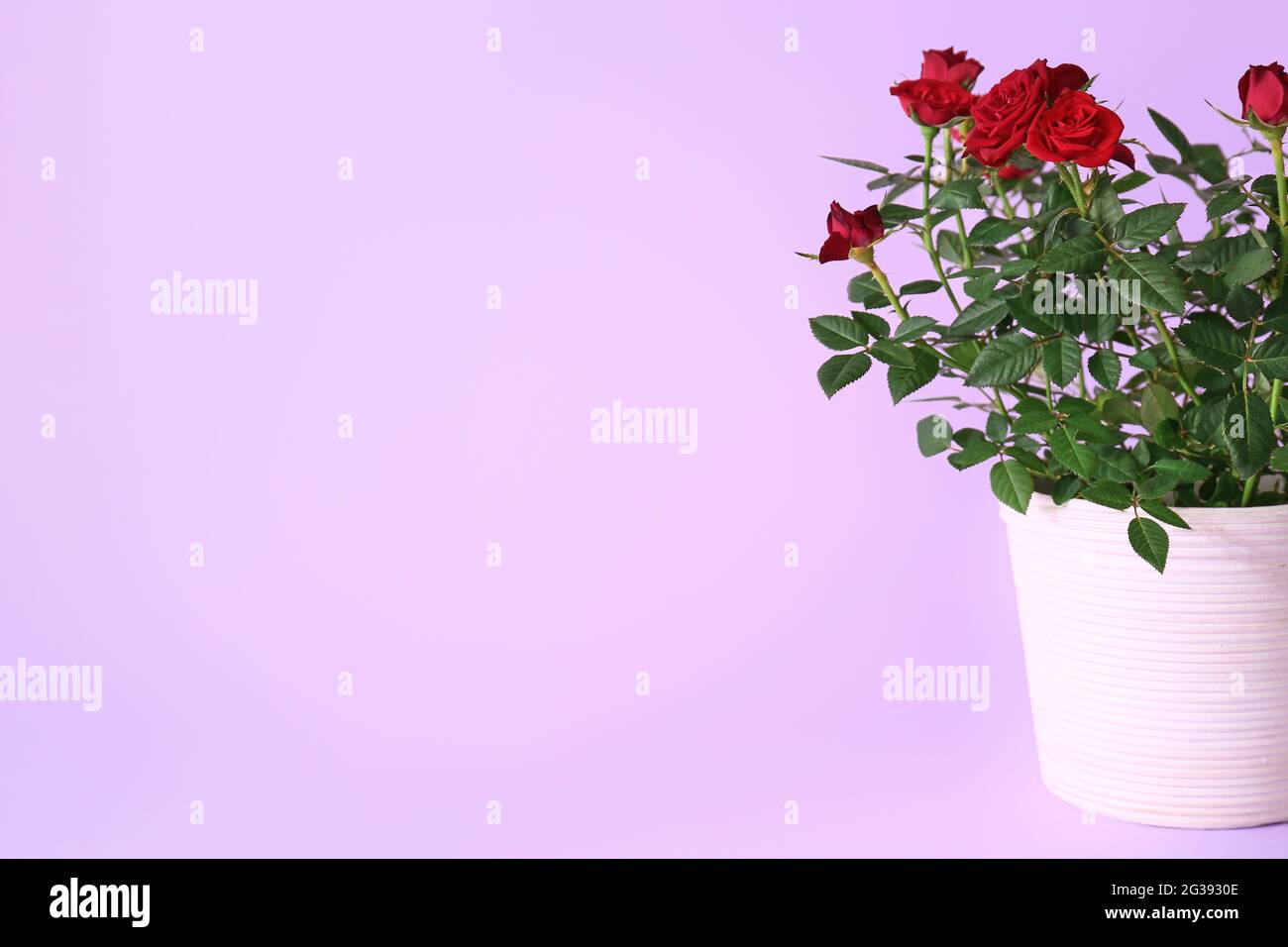 Beautiful red roses in pot on color background Stock Photo - Alamy
