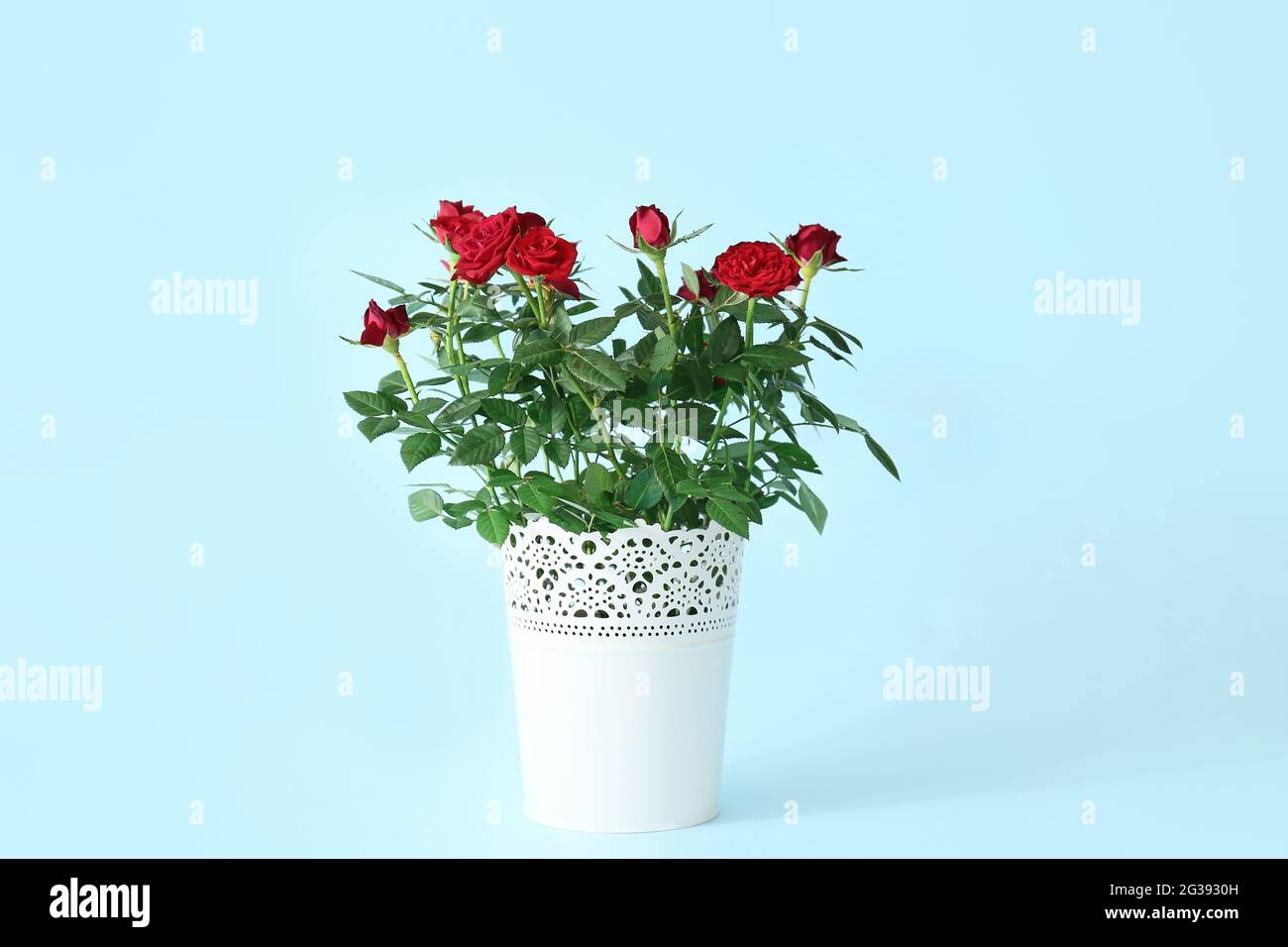 Beautiful red roses in pot on color background Stock Photo - Alamy