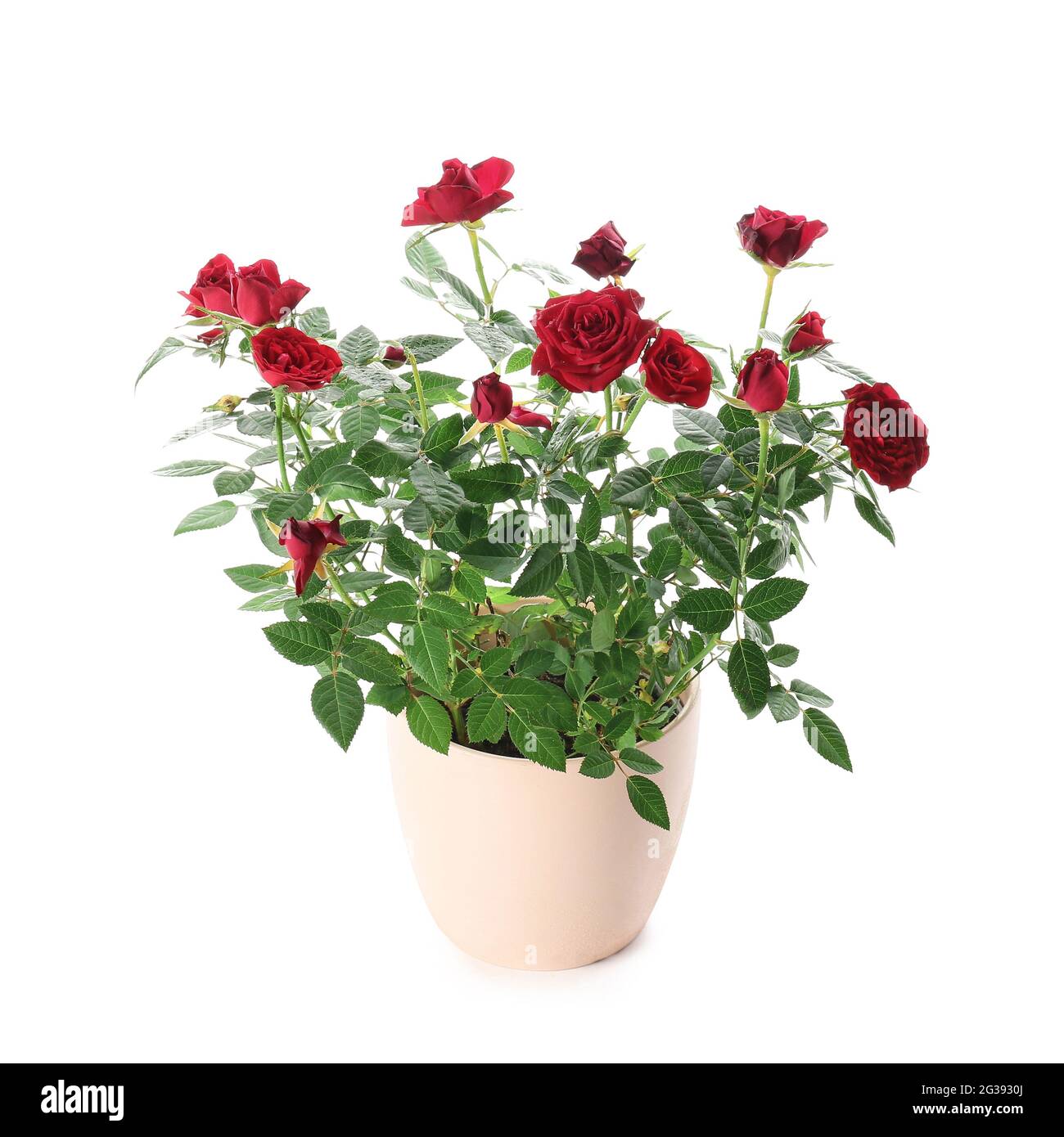 Beautiful red roses in pot on white background Stock Photo - Alamy