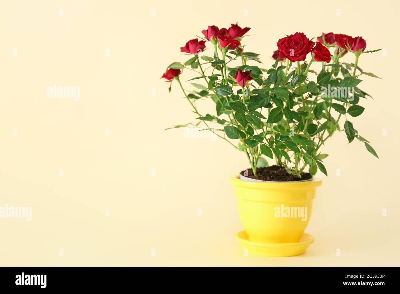 Beautiful red roses in pot on color background Stock Photo - Alamy