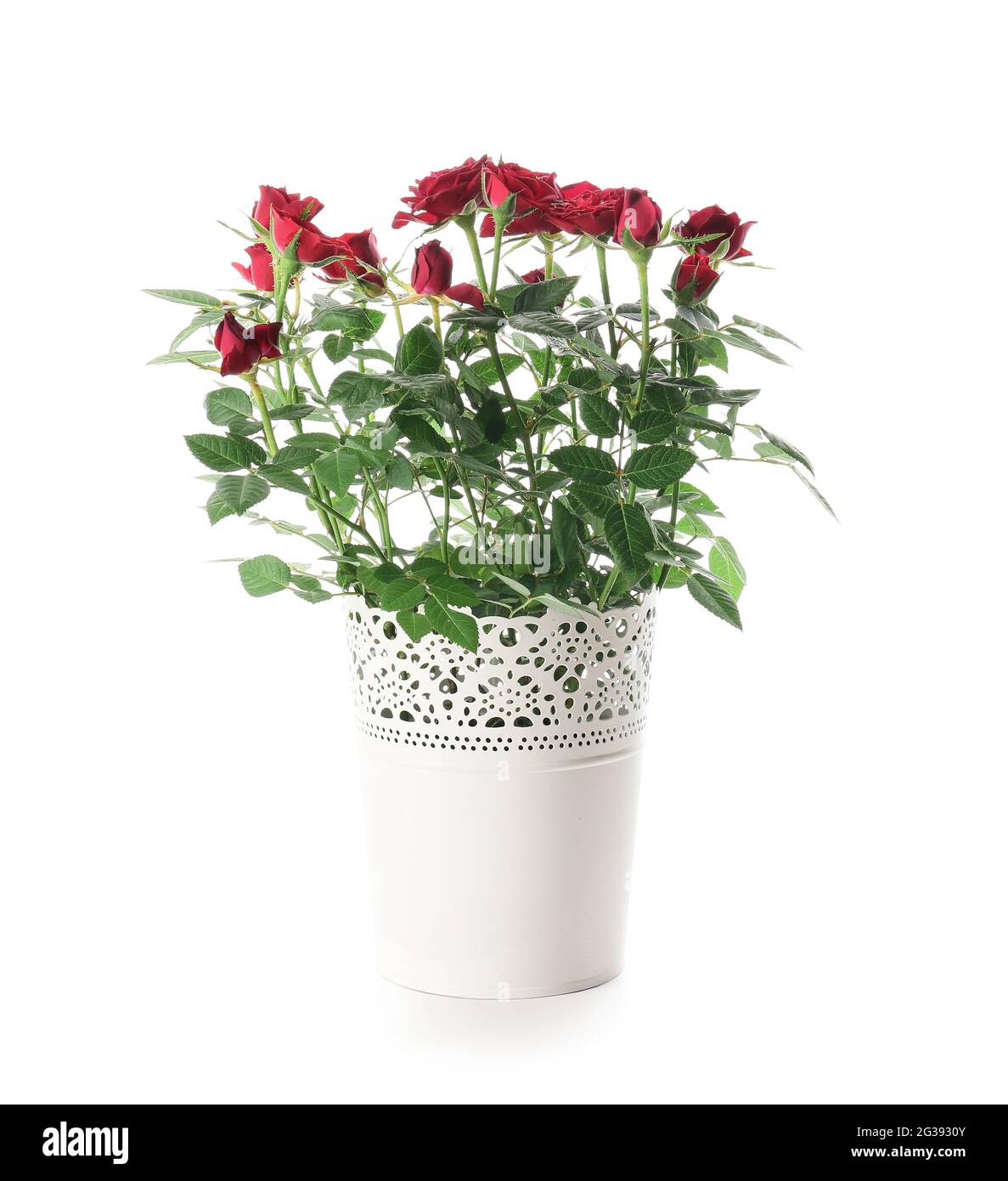 Beautiful red roses in pot on white background Stock Photo - Alamy