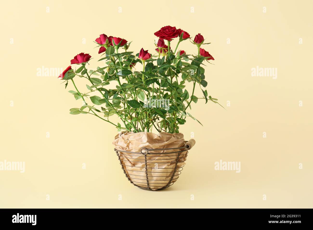 Beautiful red roses in pot on color background Stock Photo - Alamy