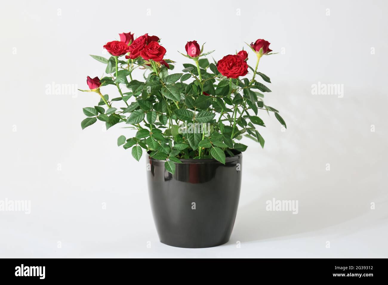 Beautiful red roses in pot on white background Stock Photo - Alamy