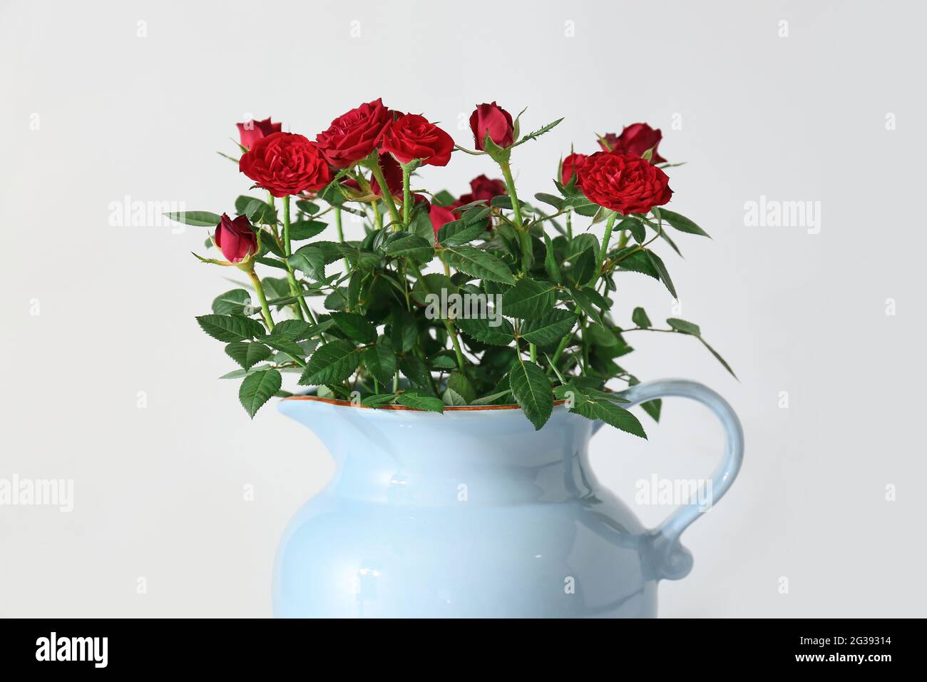 Beautiful red roses in pot on white background Stock Photo - Alamy