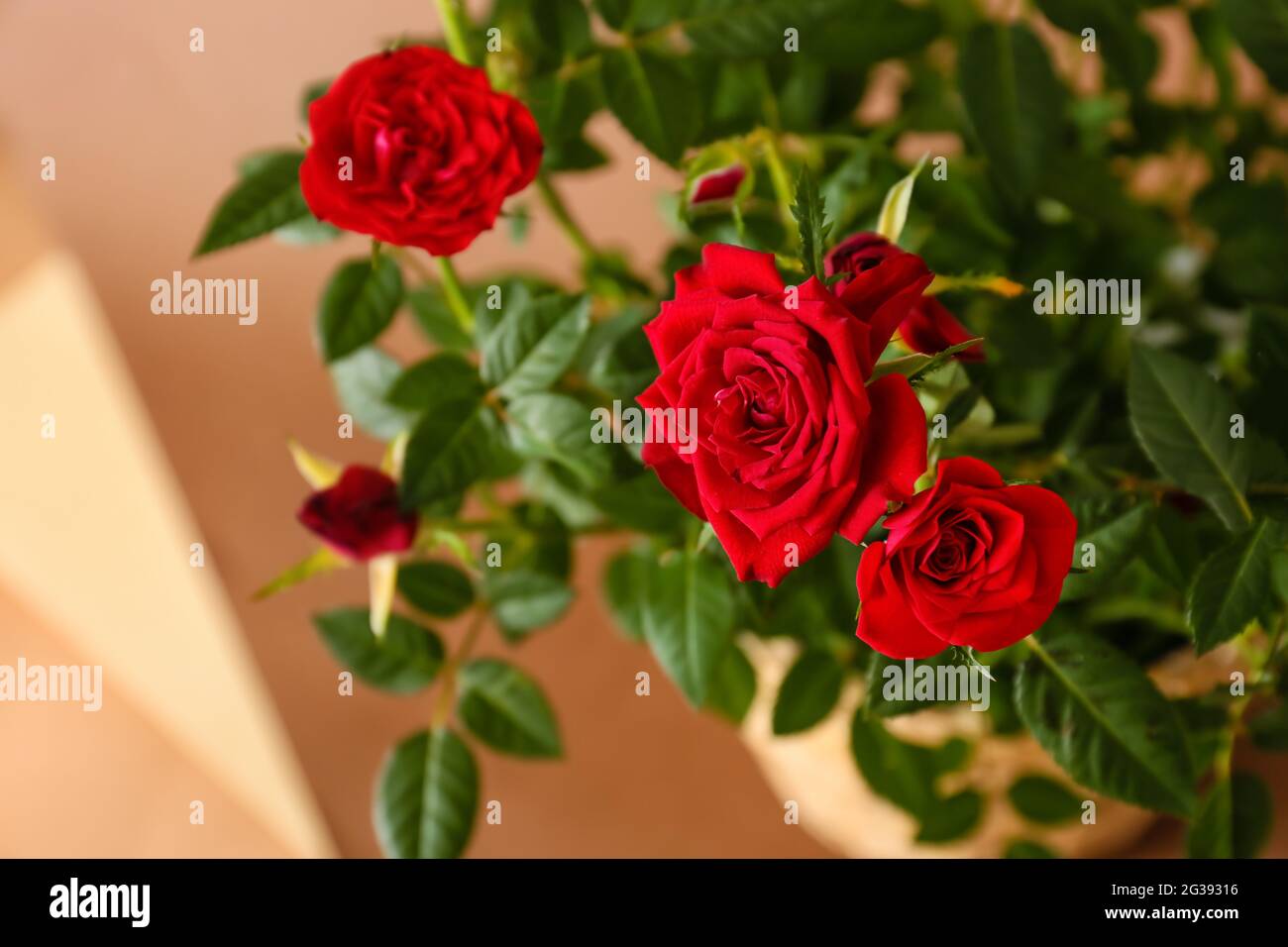 Beautiful red roses in pot on color background, closeup Stock Photo - Alamy