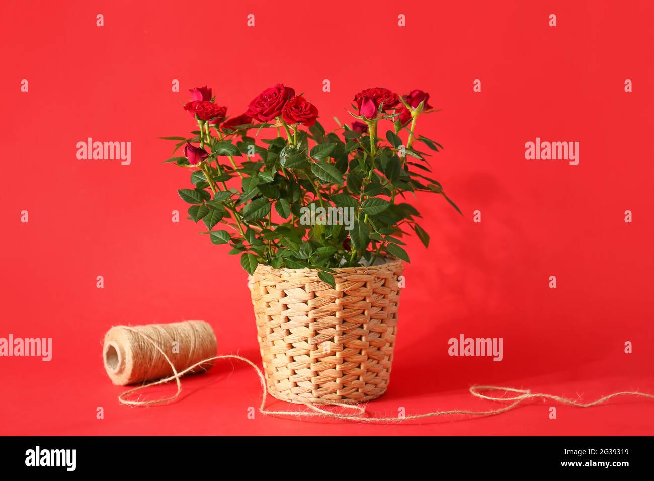 Beautiful red roses in pot on color background Stock Photo - Alamy